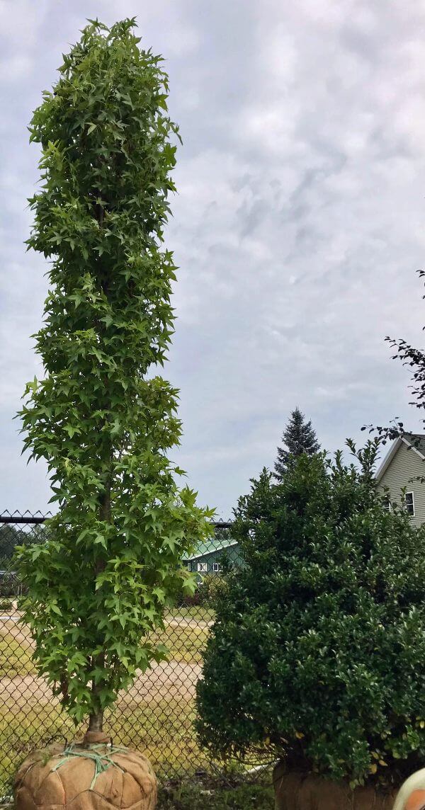 Tree & Shrub Installation | Giant Landscaping Services